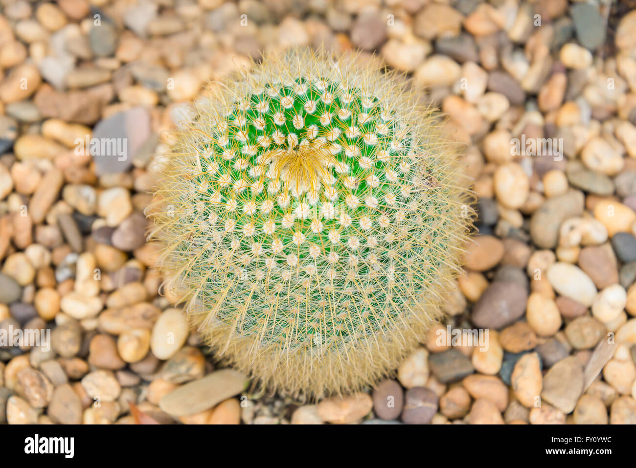 Giant barrel cactus hi-res stock photography and images - Alamy