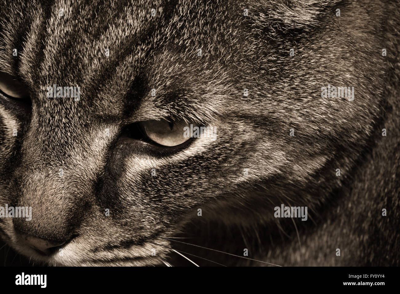 a clock on twelve oclock or midnight Stock Photo - Alamy