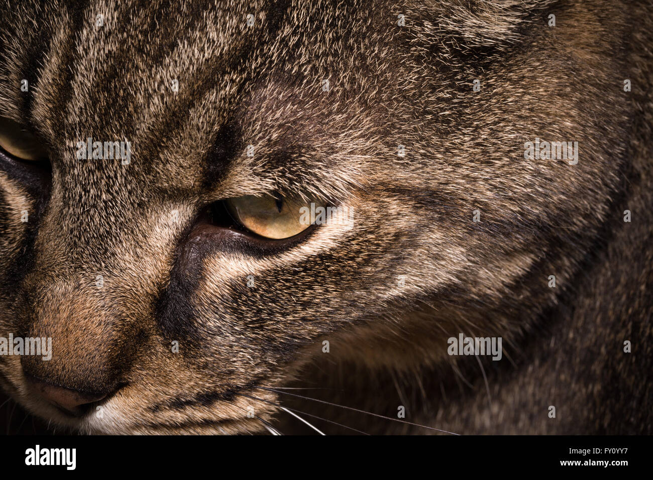 Moment Cat observing Stock Photo - Alamy