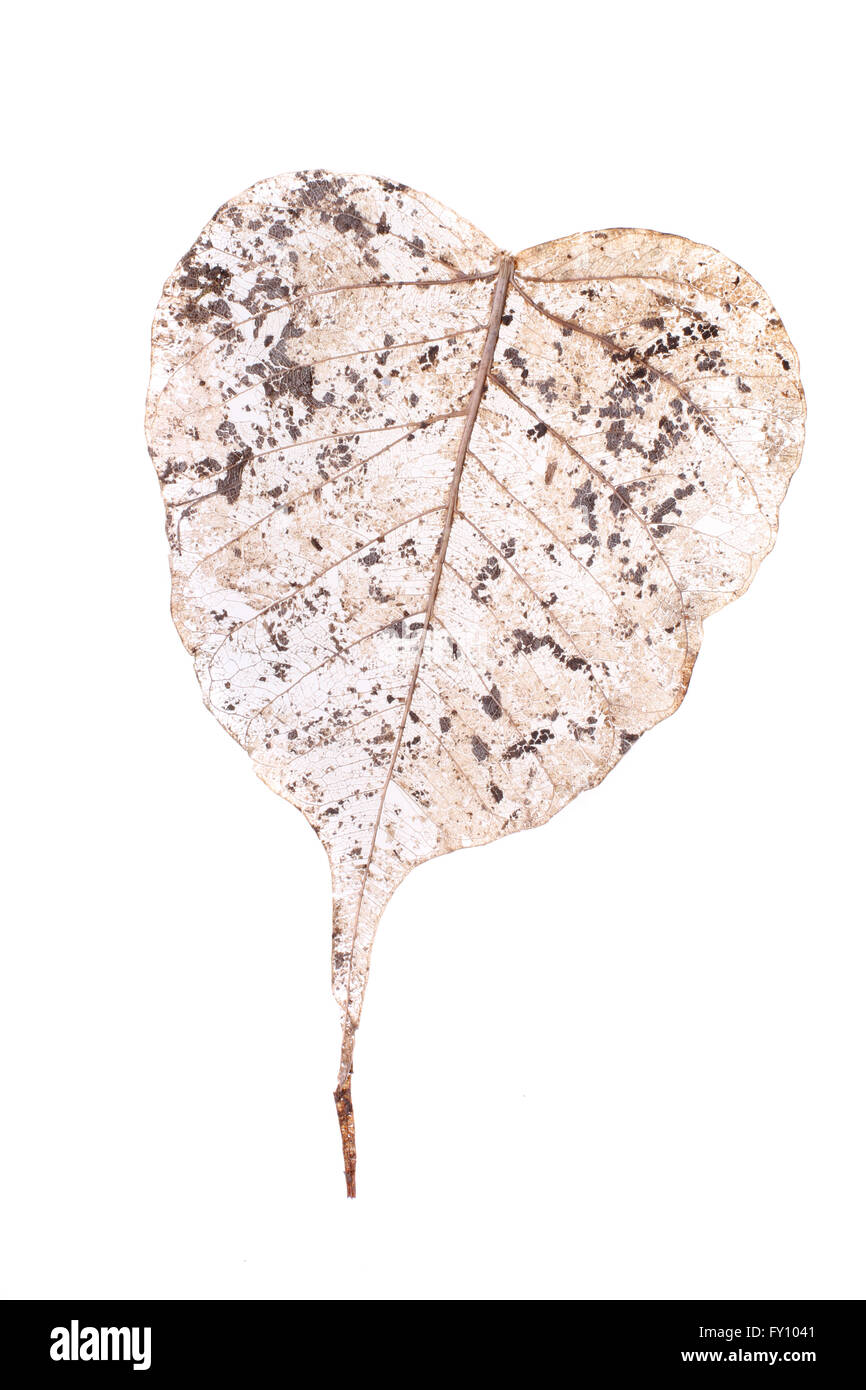 Decaying heart shape leaf isolated on white background Stock Photo - Alamy