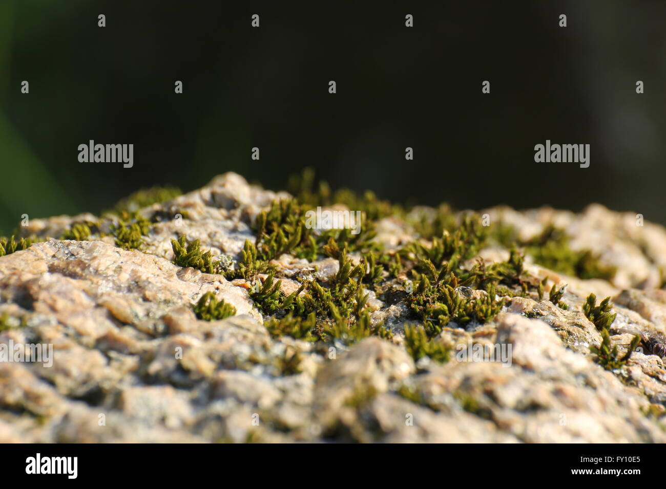 Moss growing on rocks hi-res stock photography and images - Alamy