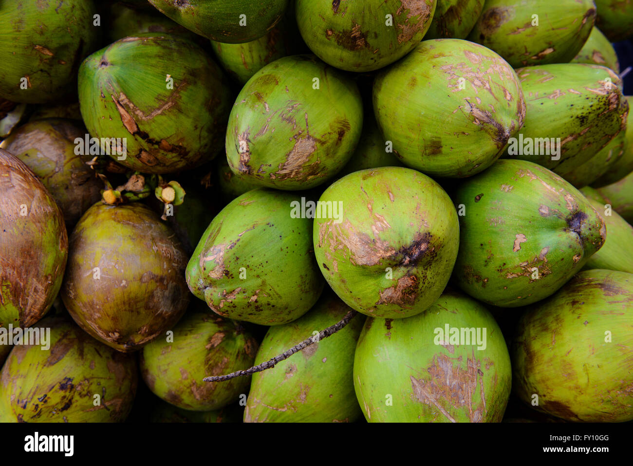Group of fresh coconut Stock Photo - Alamy