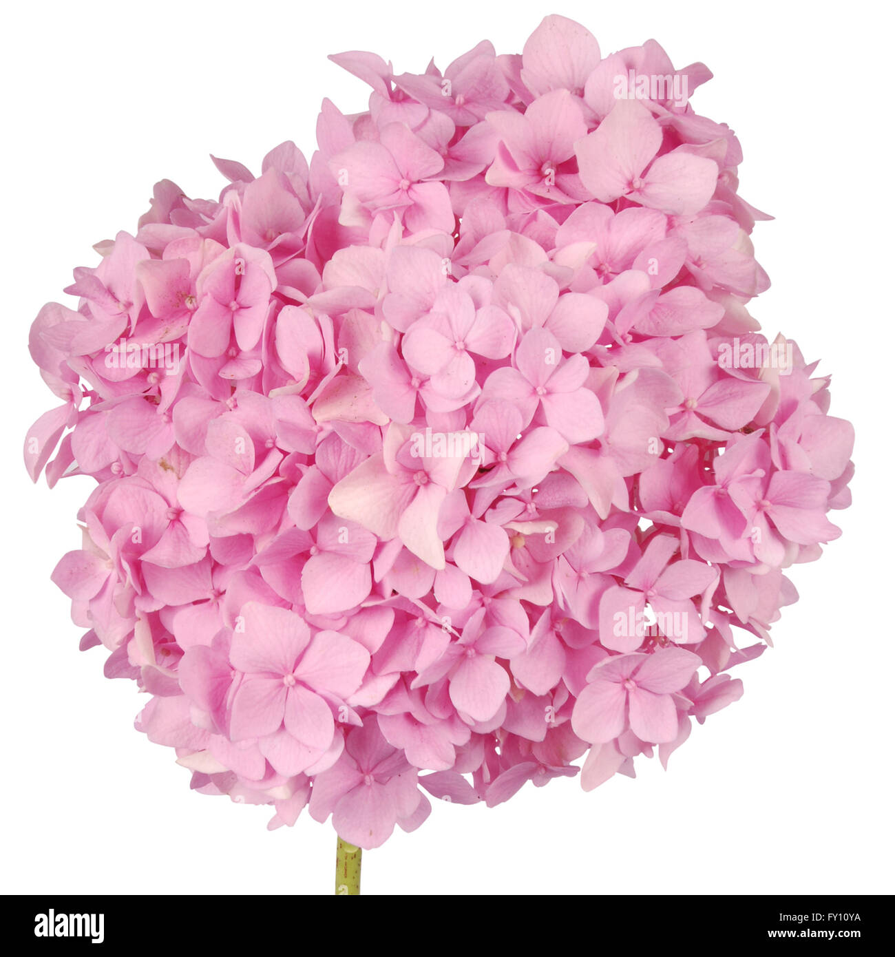 Pink flower hydrangea on white background. Clipping path inside Stock ...