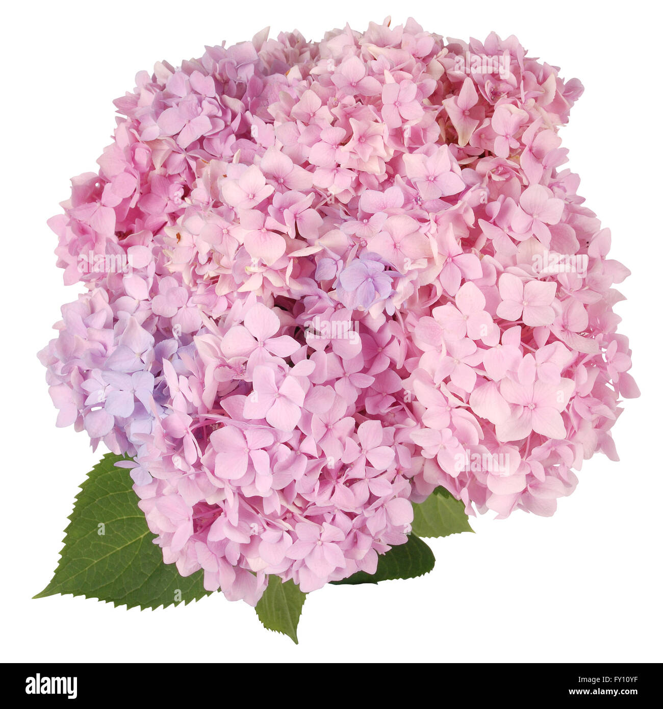 Pink flower hydrangea on white background. Clipping path inside Stock ...
