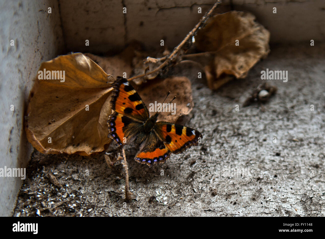 Dormant butterfly hi-res stock photography and images - Alamy