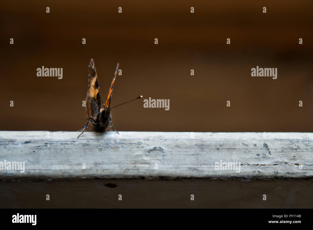 Dormant Butterfly High Resolution Stock Photography and Images - Alamy