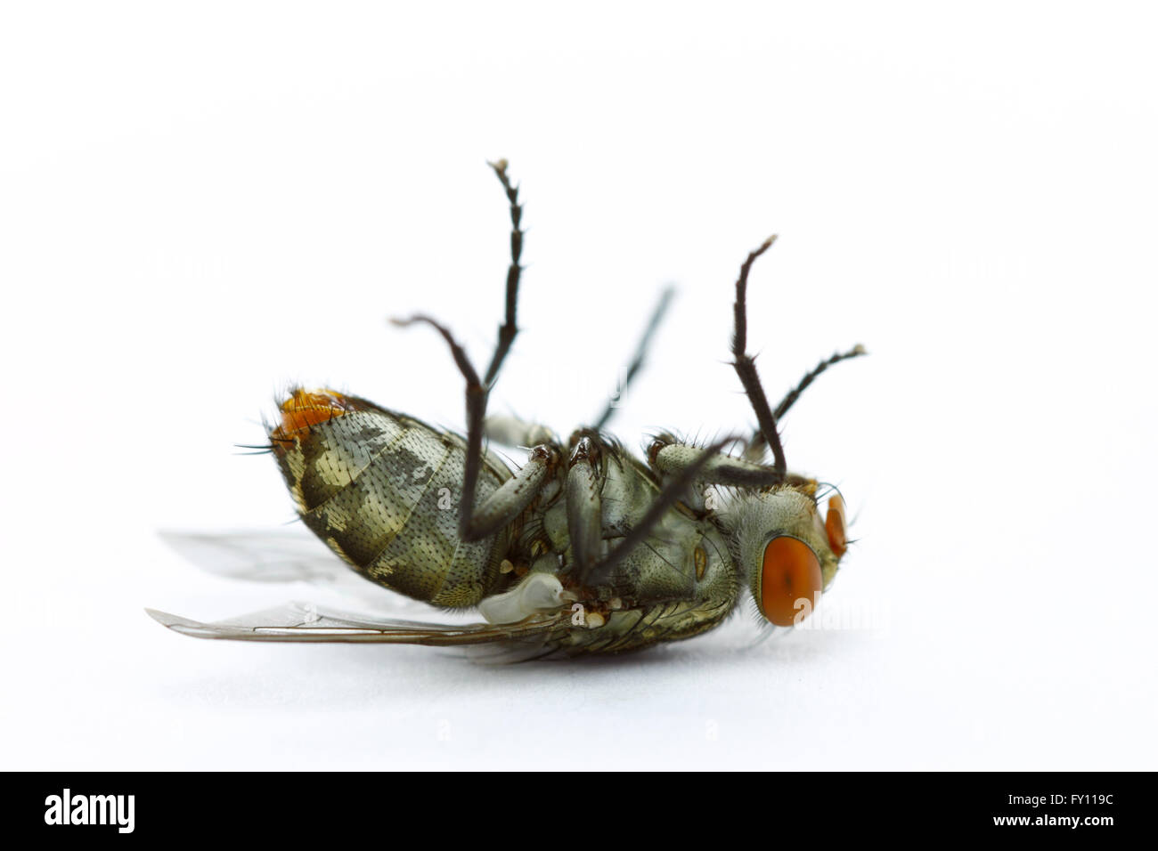 Close up dead fly Stock Photo - Alamy