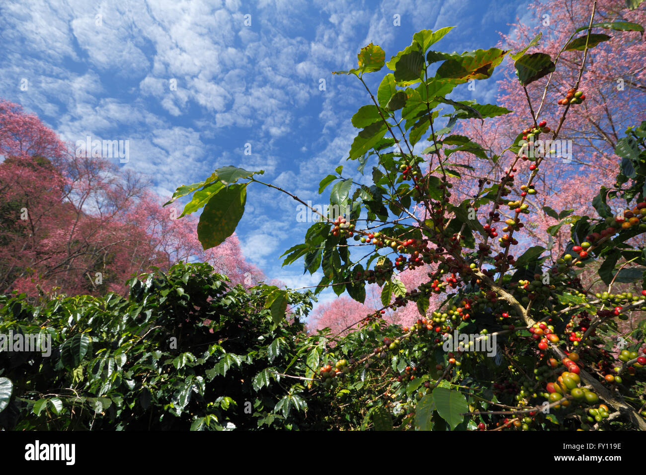 Coffee trees landscape Stock Photo - Alamy