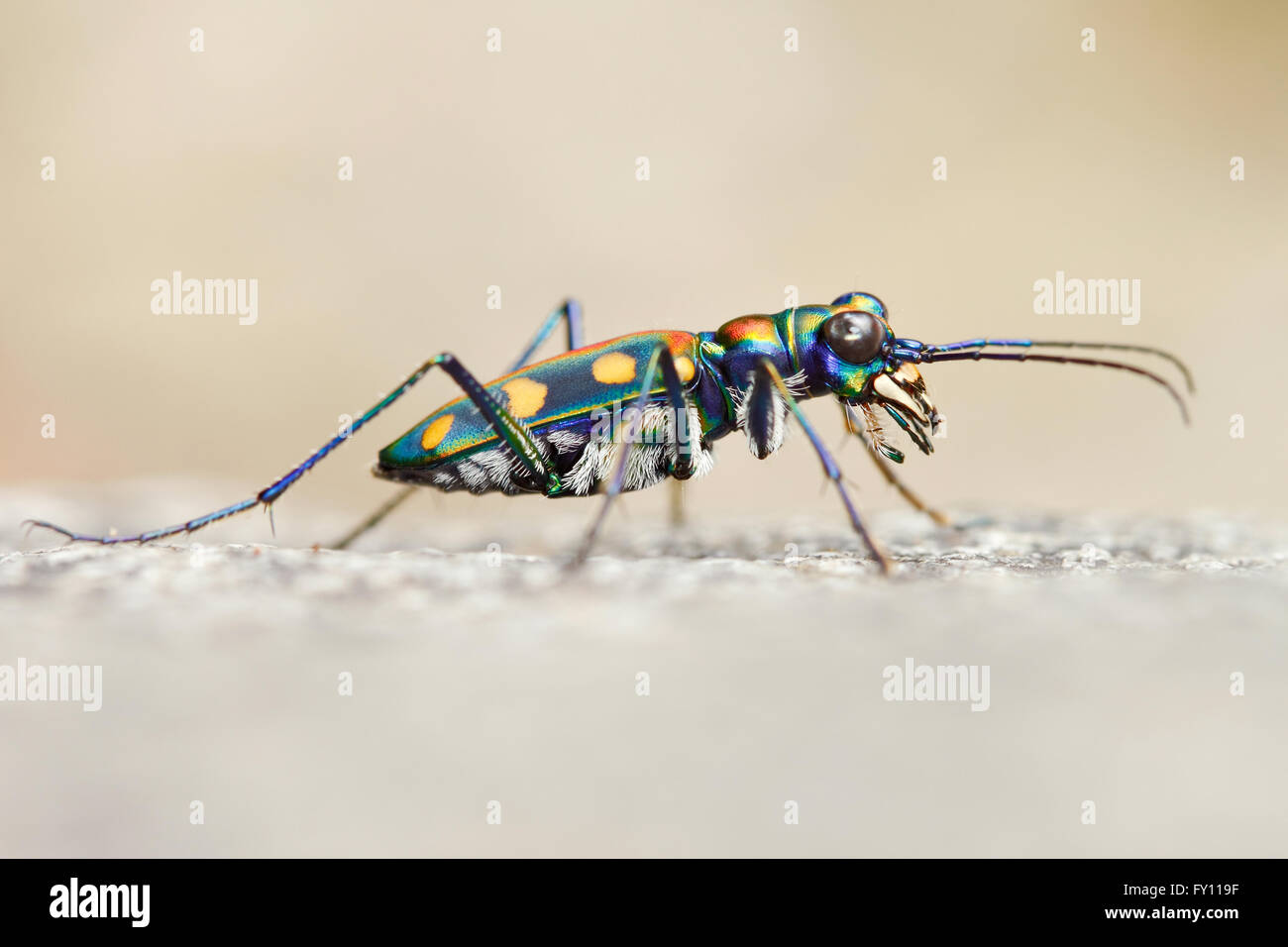 Close up tiger beetle (Cicindela (Cosmodela) aurulenta juxtata Stock ...