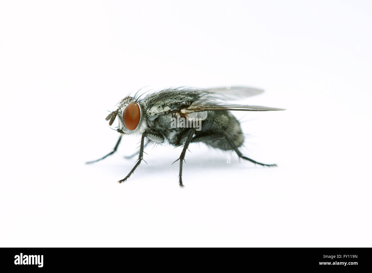 House fly on white background Stock Photo - Alamy