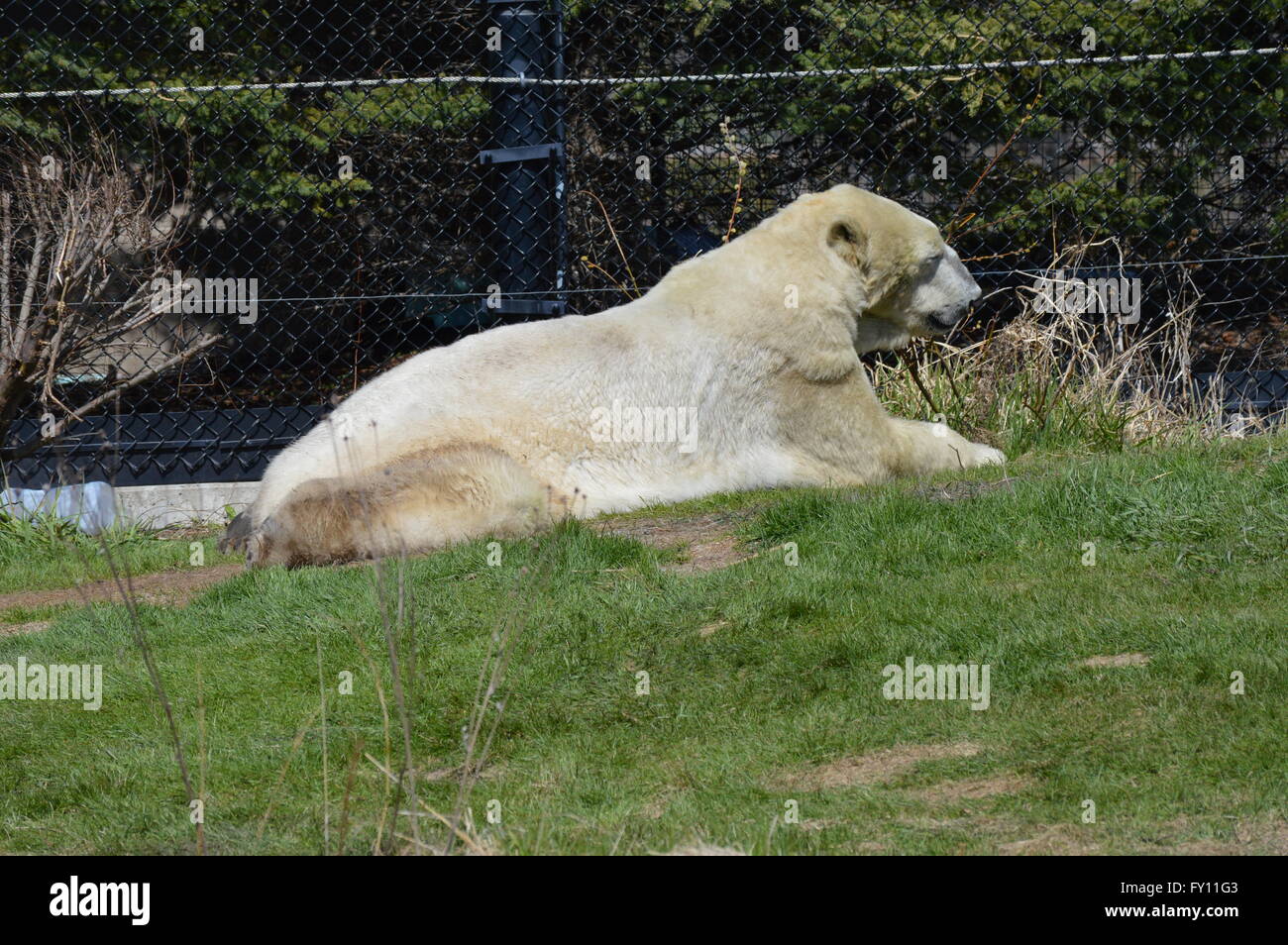 Relax bear hi-res stock photography and images - Alamy