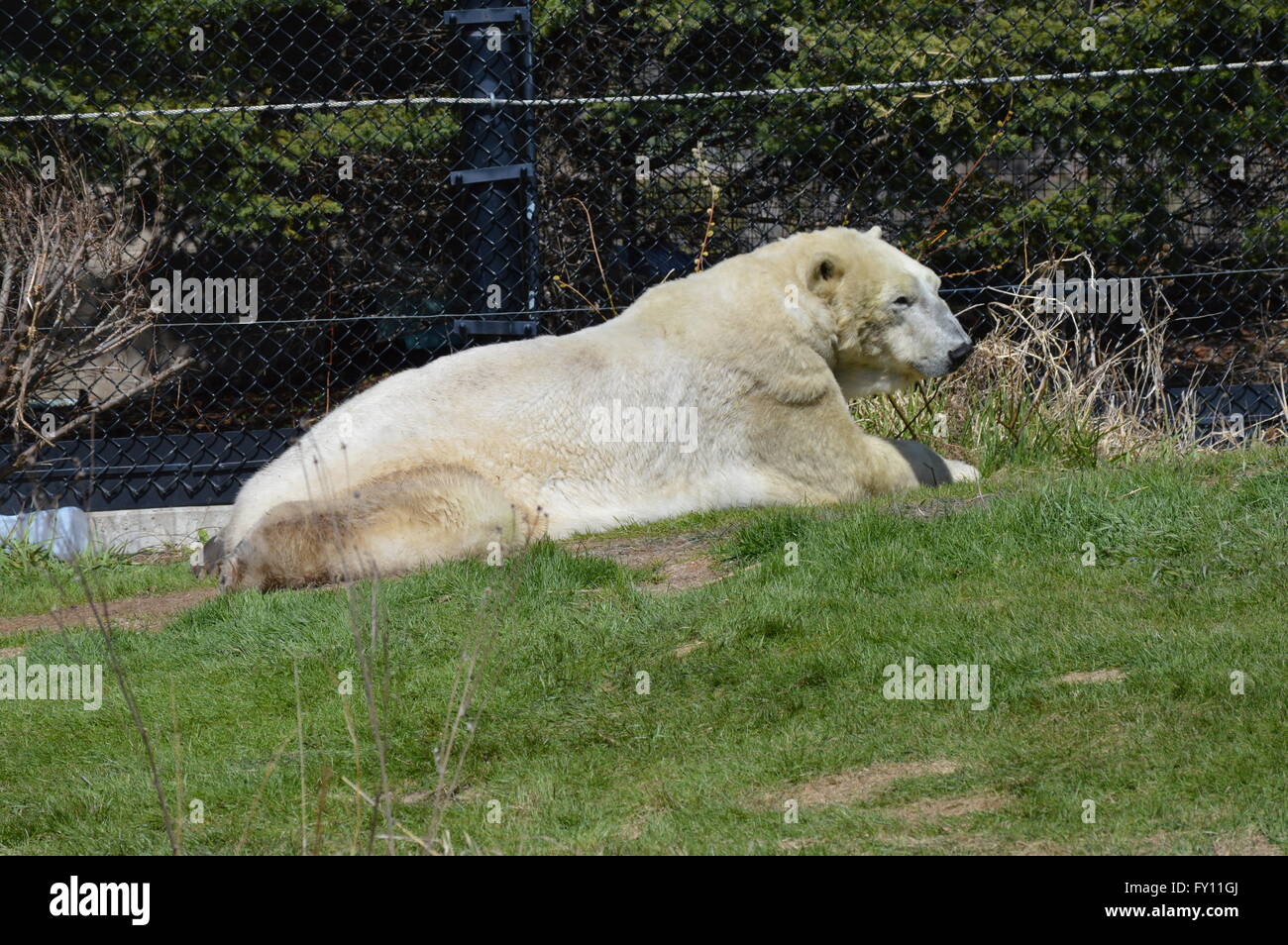 Relax bear hi-res stock photography and images - Alamy
