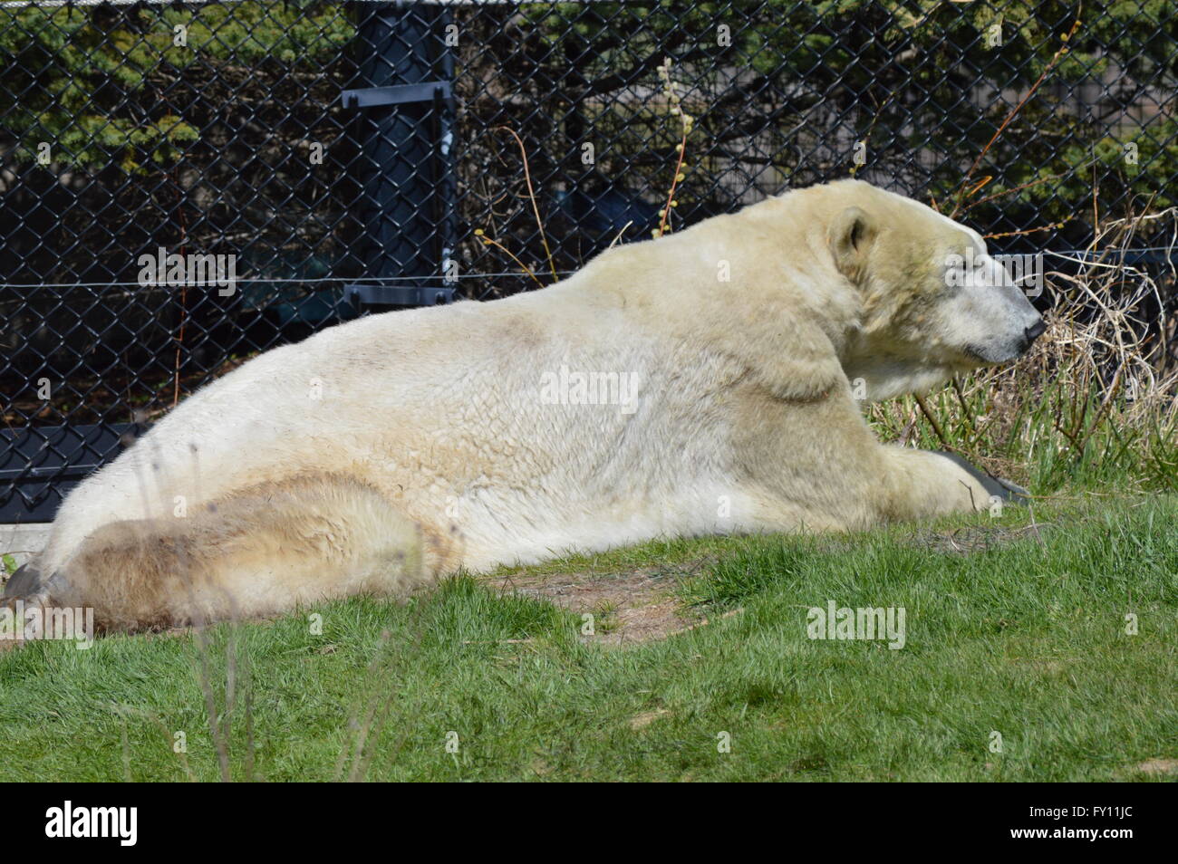 Relax bear hi-res stock photography and images - Alamy