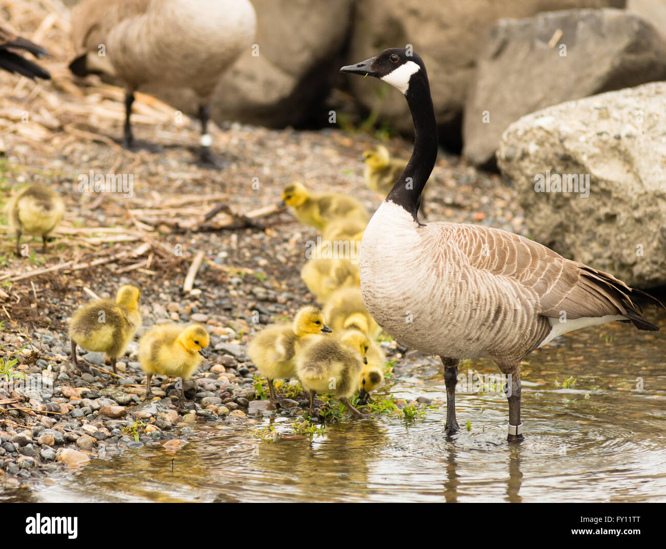 Avian predators hi-res stock photography and images - Alamy