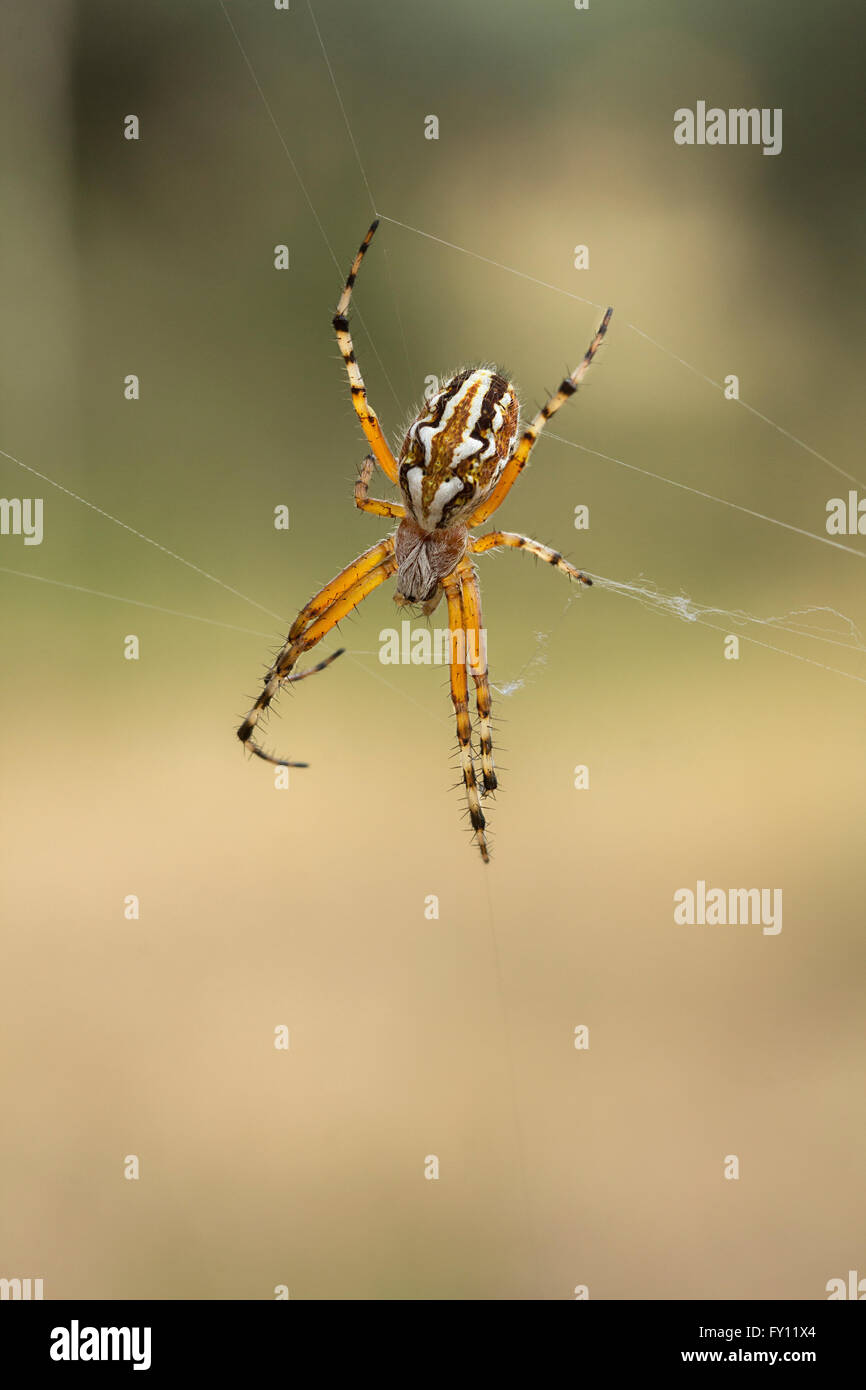 Spider floating on her web Stock Photo - Alamy
