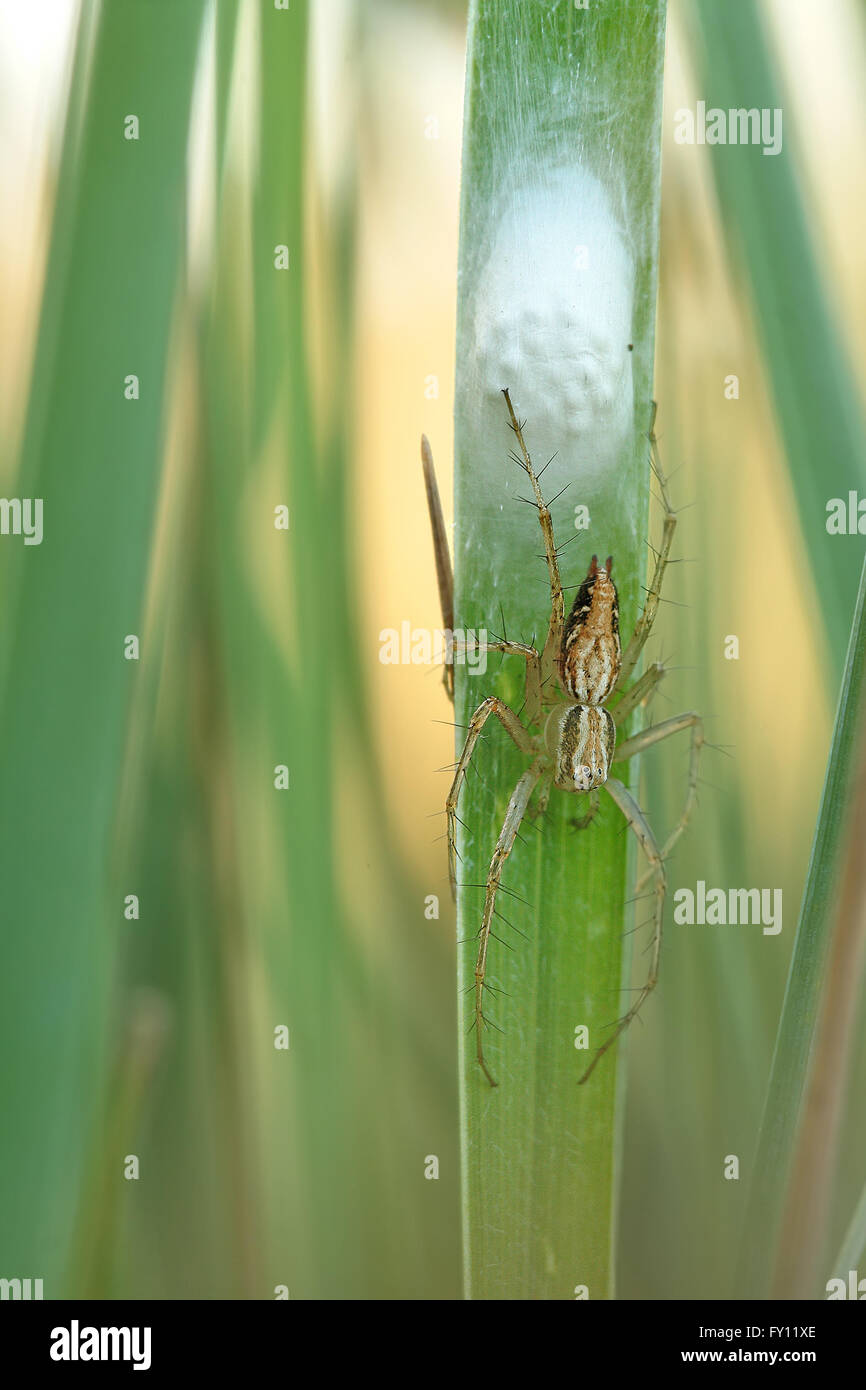 Nursery web spider (Pisaura mirablilis) takin care of their eggs Stock ...