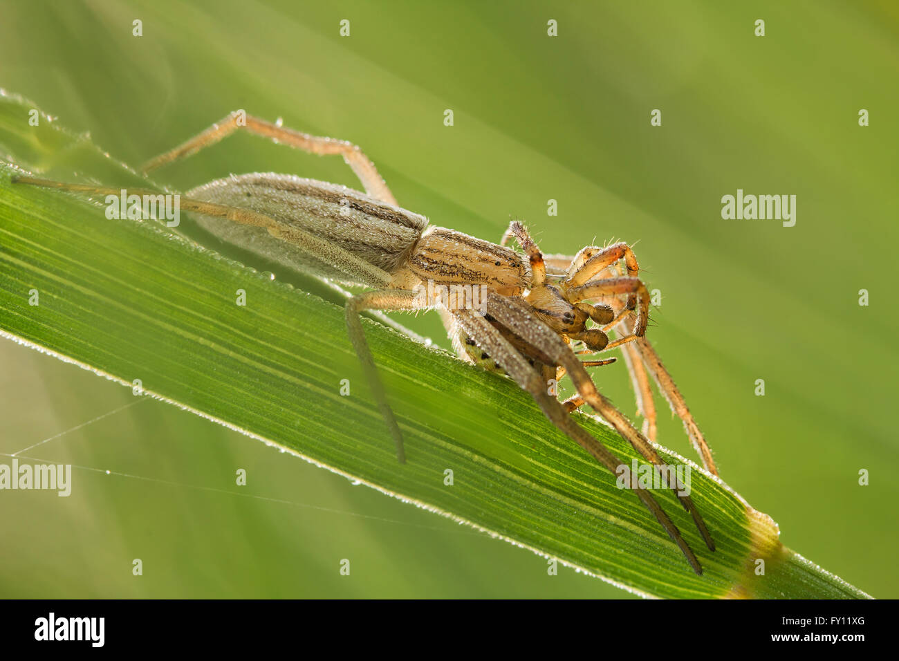 Spider Tibellus oblongus hunting another spider Stock Photo - Alamy