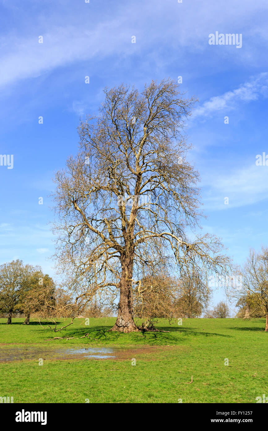 Dead tree in the parkland at at Hatchlands, Guildford, Surrey, UK on a ...