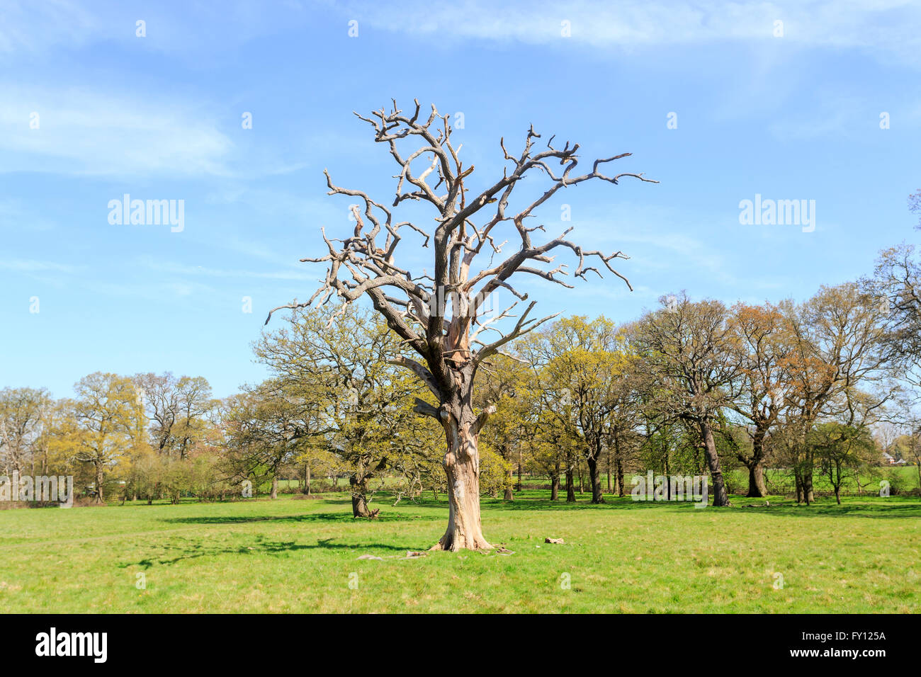 Diseased trees hi-res stock photography and images - Alamy
