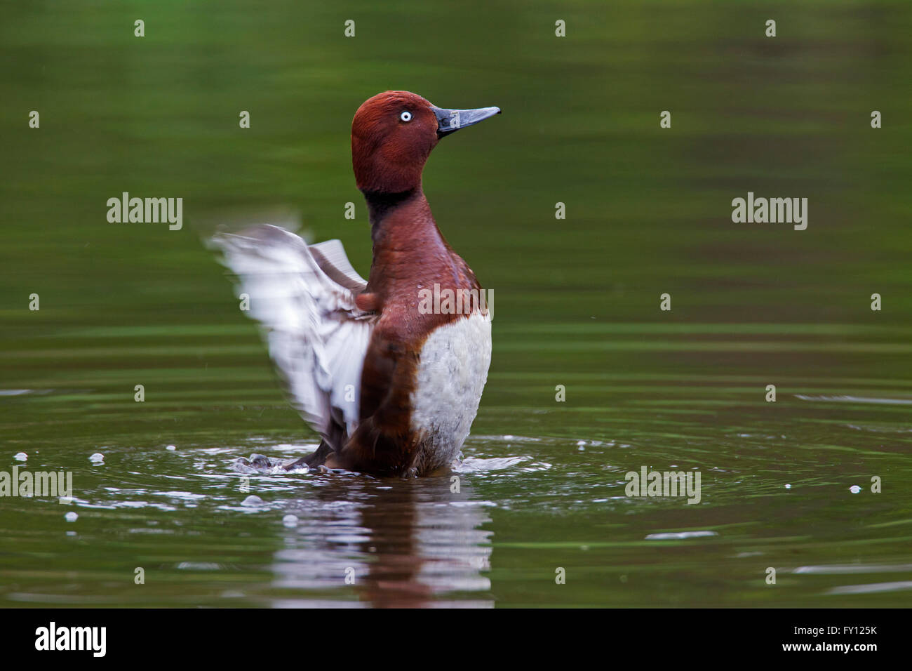 Ferruginous duck / ferruginous pochard (Aythya nyroca) male flapping ...