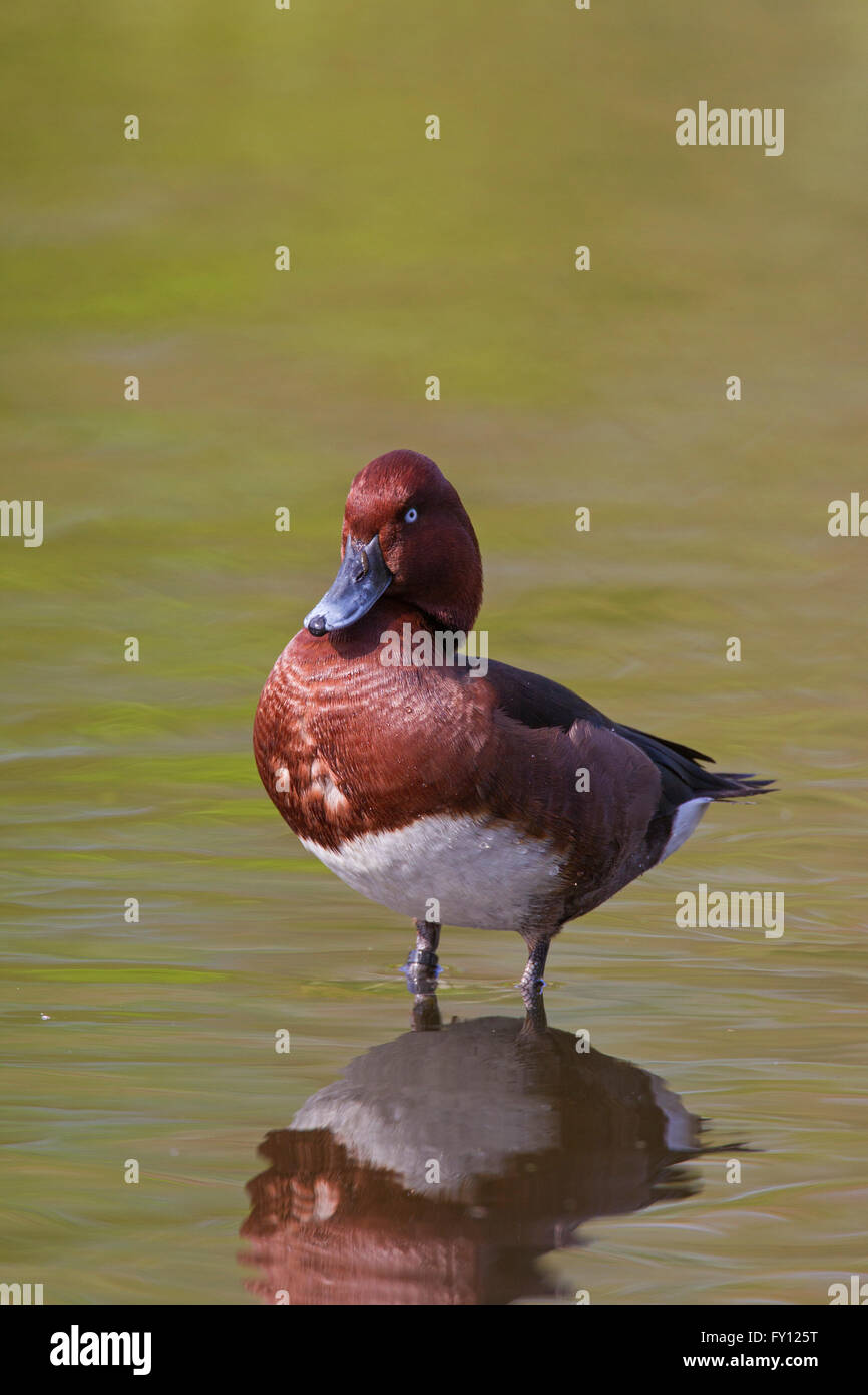 Ferruginous duck / ferruginous pochard (Aythya nyroca) male in pond ...