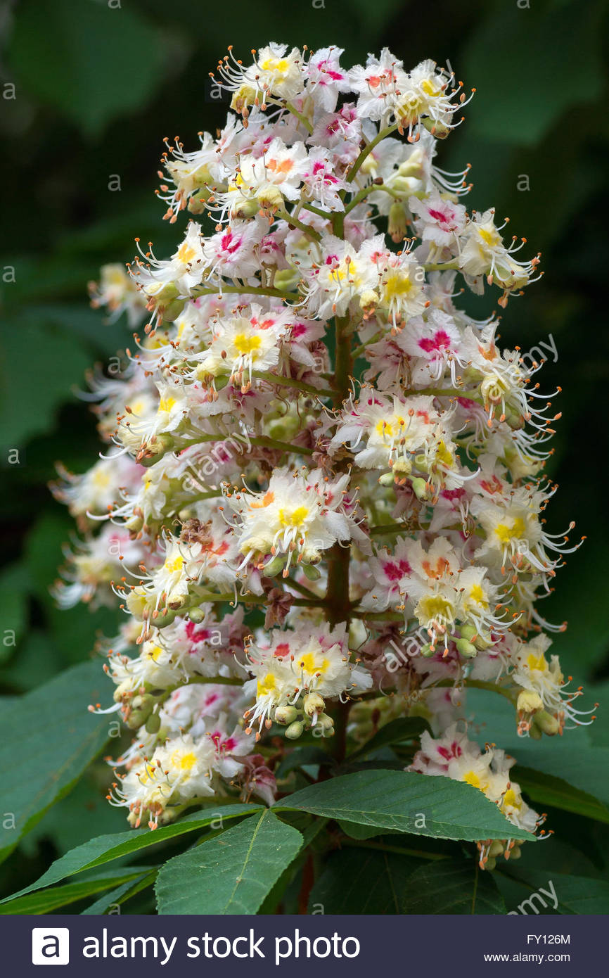 Conker Tree Stock Photos & Conker Tree Stock Images - Alamy