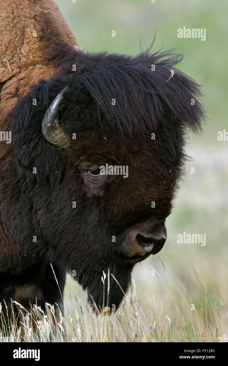Bison Head High Resolution Stock Photography and Images - Alamy