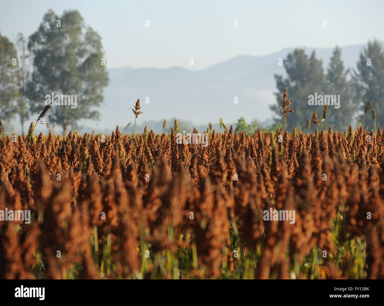 Sorghum plants hi-res stock photography and images - Alamy