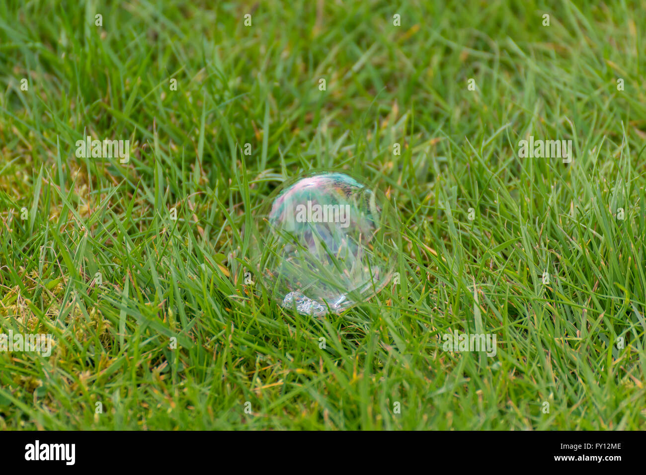 single bubble on grass Stock Photo - Alamy
