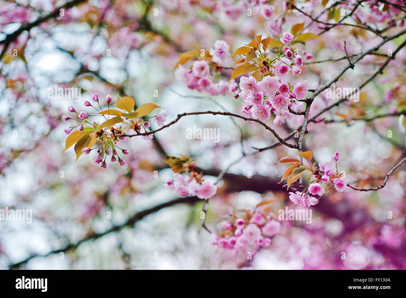 Branches of cherry tree blossoms Stock Photo - Alamy