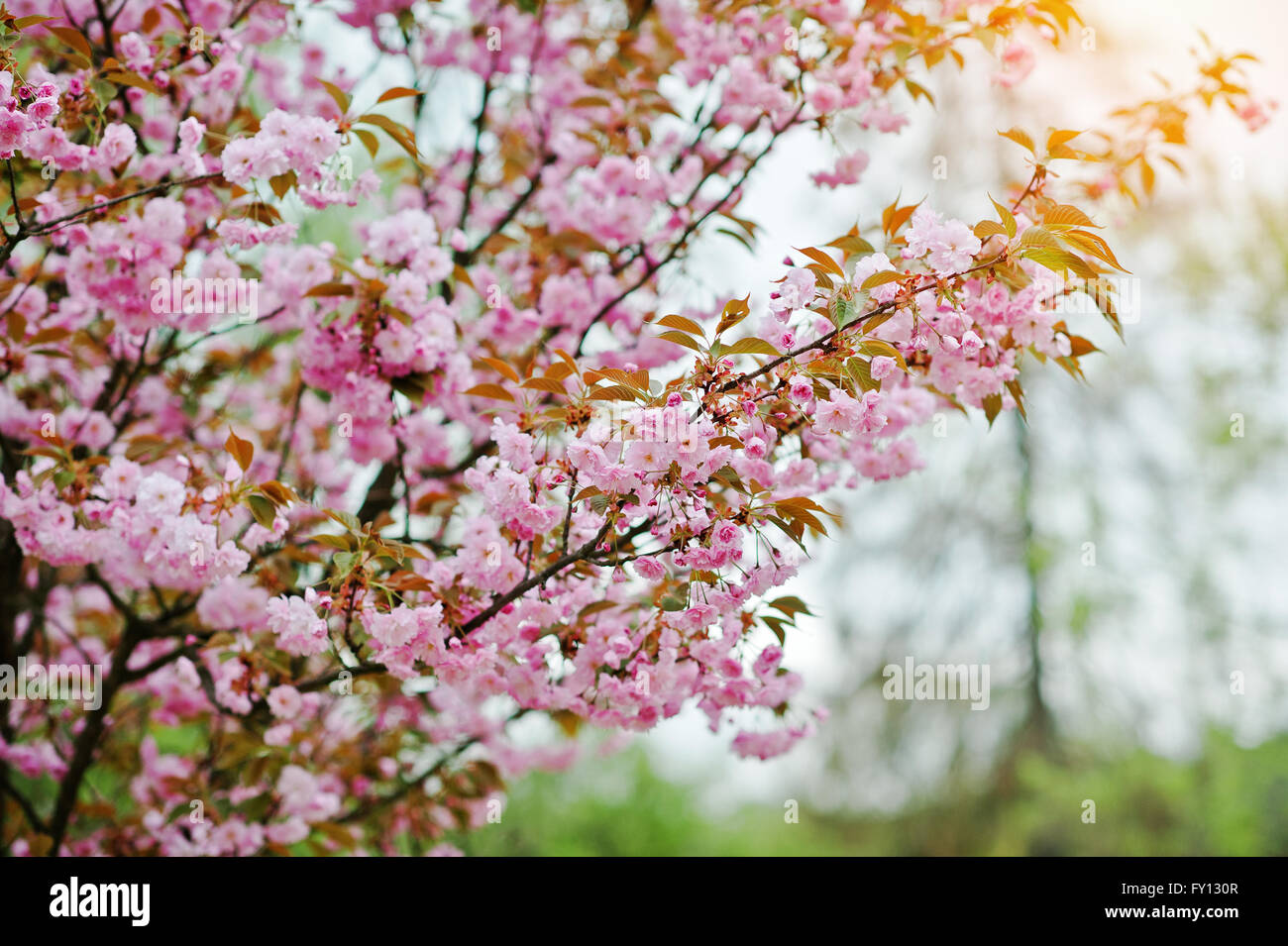Branches of cherry tree blossoms Stock Photo - Alamy