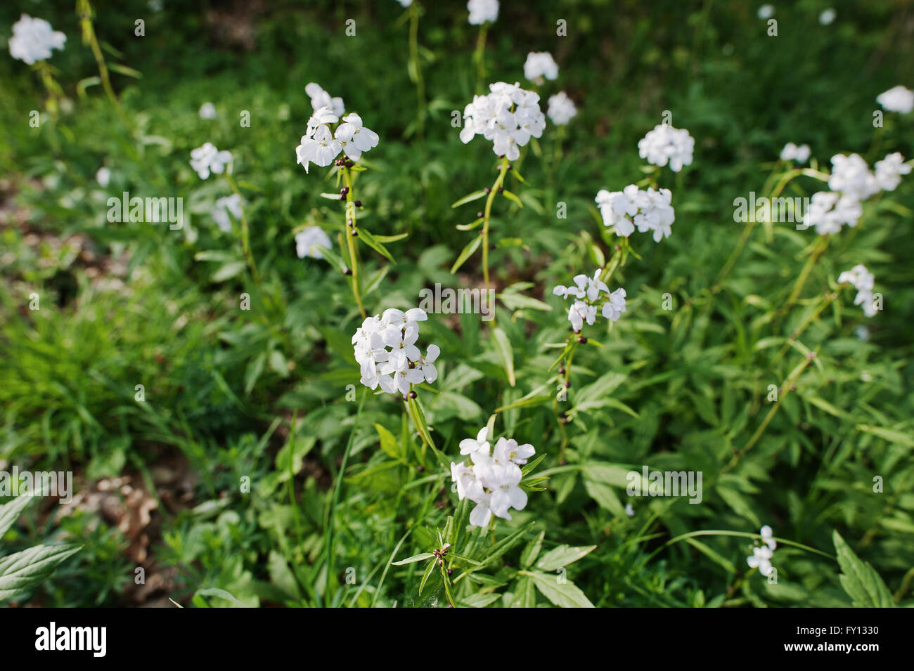 White saponaria flowering plants at forest. Grass soap. Soapworts ...