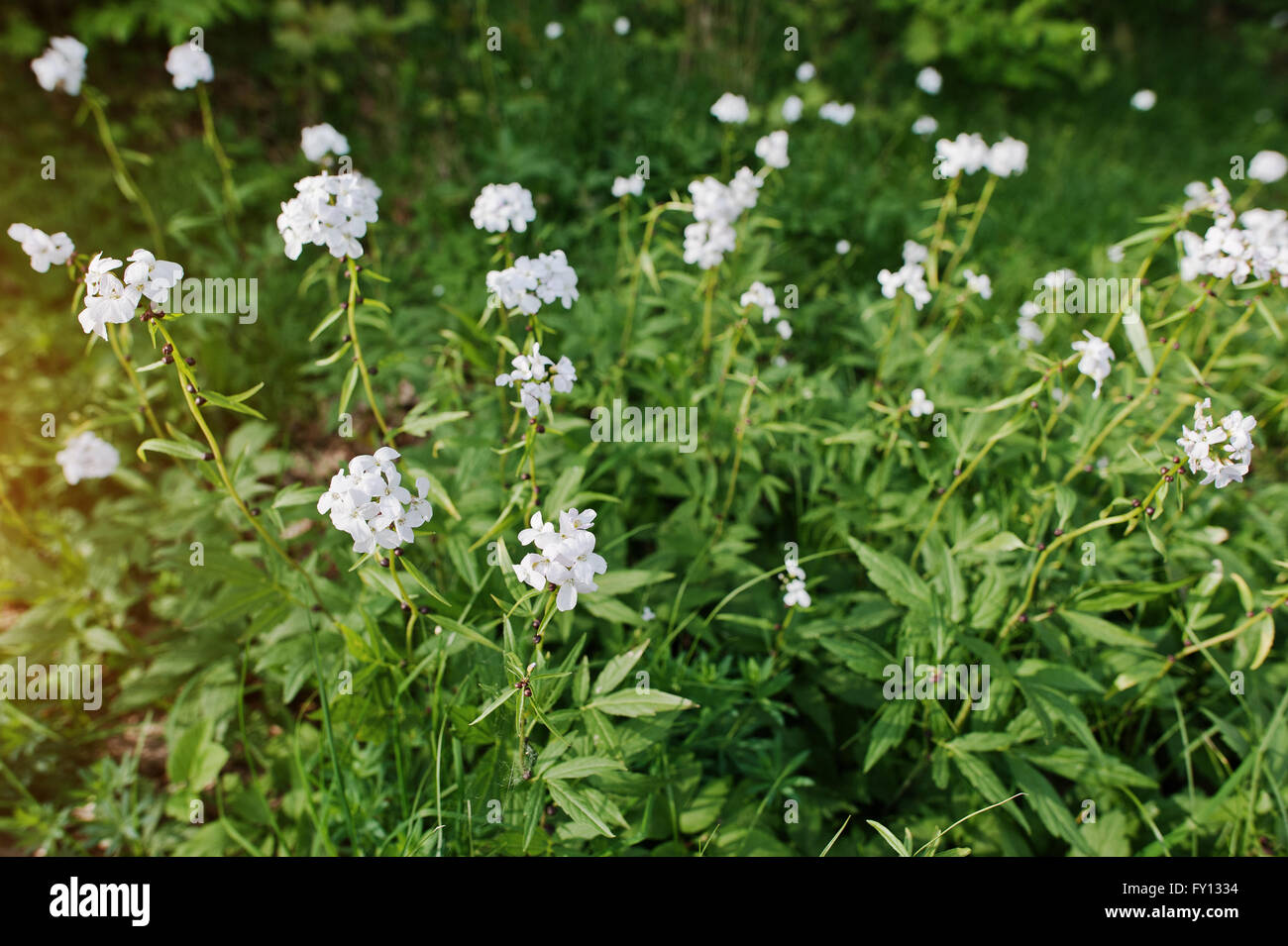 White saponaria flowering plants at forest. Grass soap. Soapworts ...