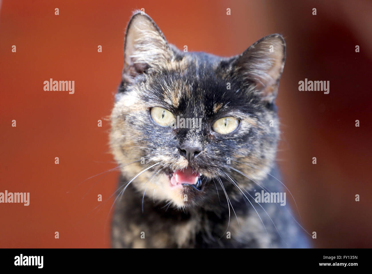 Close up portrait tabby kitten cat against red natural background ...