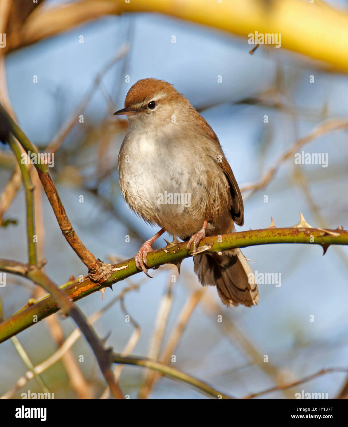 Cetti's Warbler (Cettia cetti) perched in tree Stock Photo - Alamy