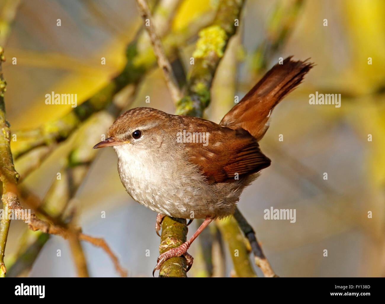 Cetti's warbler singing hi-res stock photography and images - Alamy