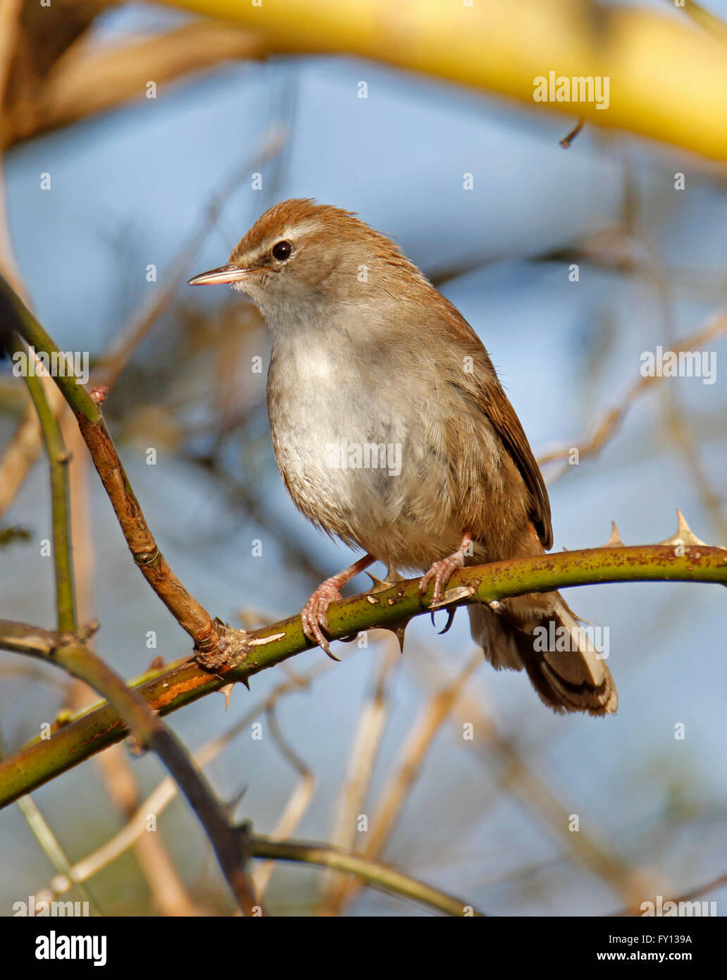 Cetti's Warbler (Cettia cetti) perched in tree Stock Photo - Alamy