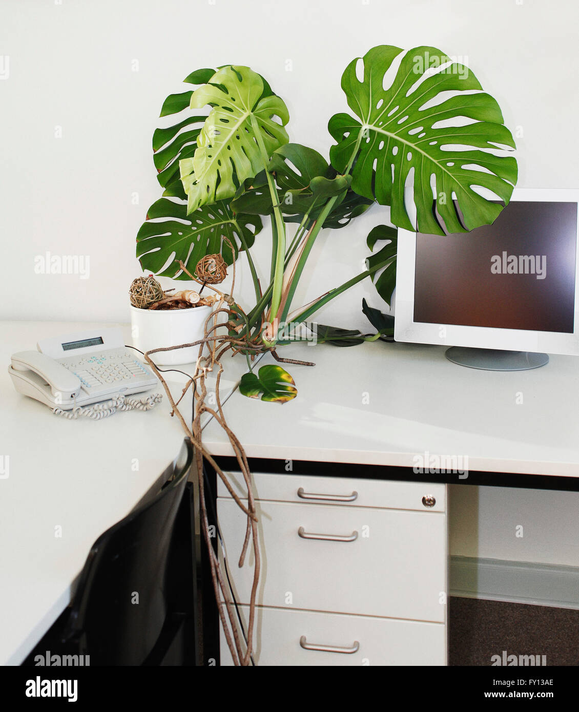 Computer monitor by potted plant and telephone on table Stock Photo - Alamy