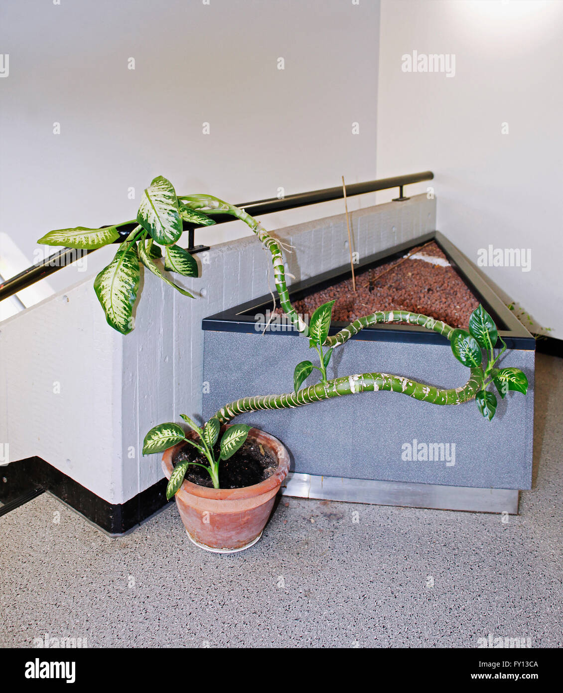 Potted plant by railing Stock Photo - Alamy