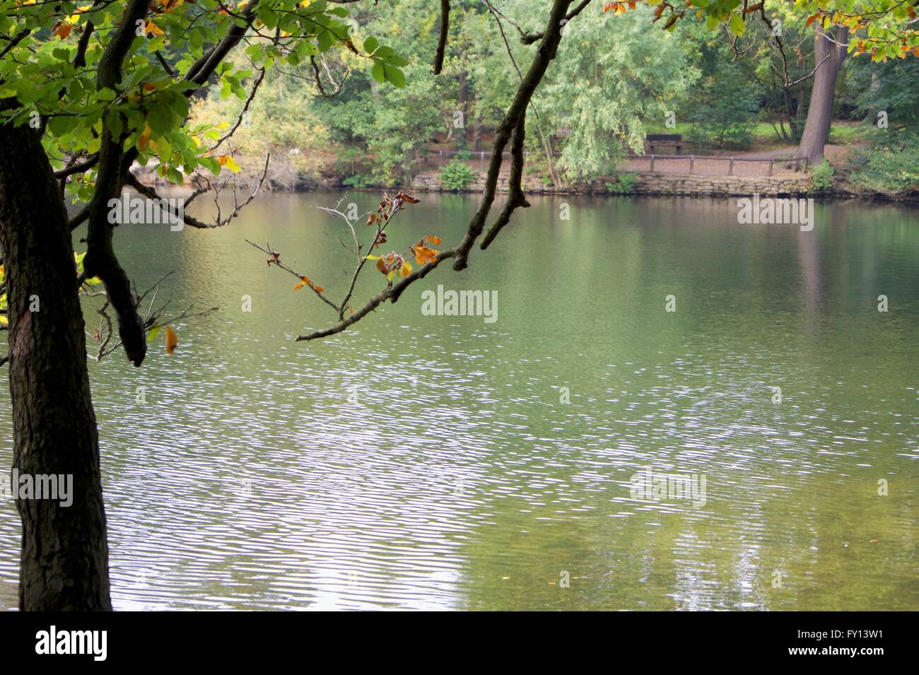 Tree and nature water hi-res stock photography and images - Alamy