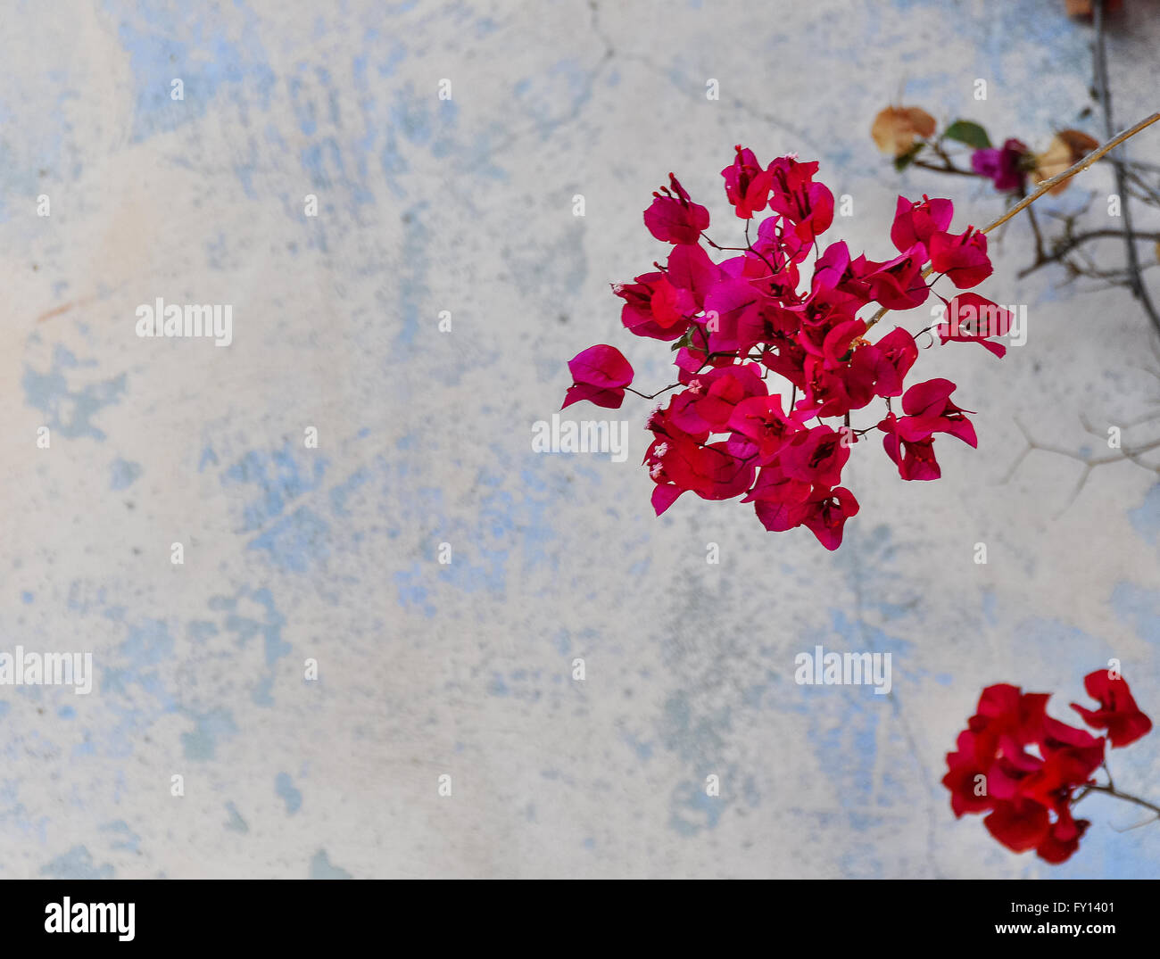 Bugambilia hi-res stock photography and images - Alamy