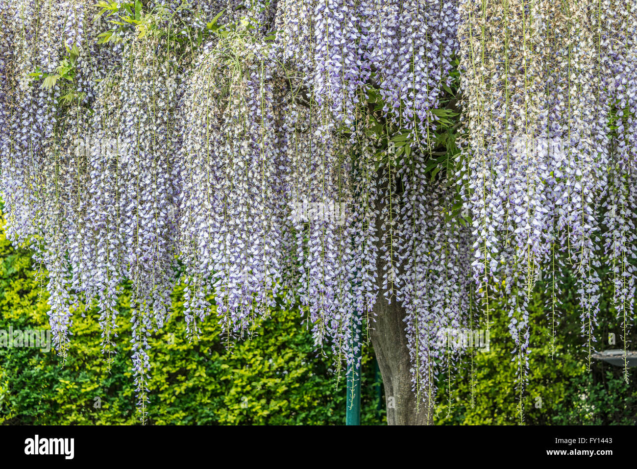 Wisteria trunk hi-res stock photography and images - Alamy