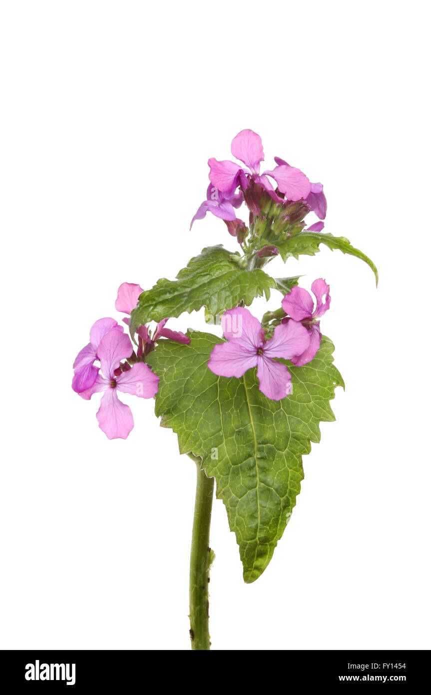 Honesty hi-res stock photography and images - Alamy