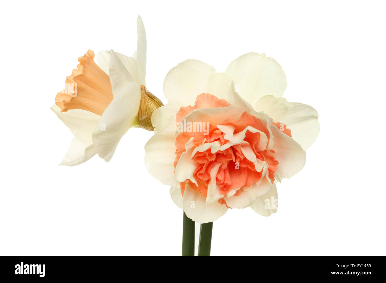 Two different flowers hi-res stock photography and images - Alamy