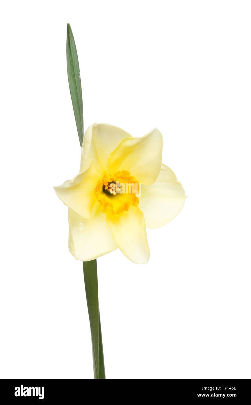 Pale Daffodil flower and leaf isolated against white Stock Photo - Alamy