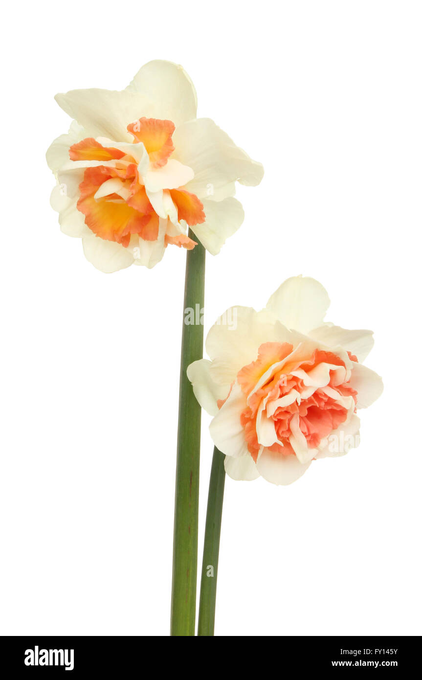 Two frilly white and orange Daffodil flowers isolated against white ...