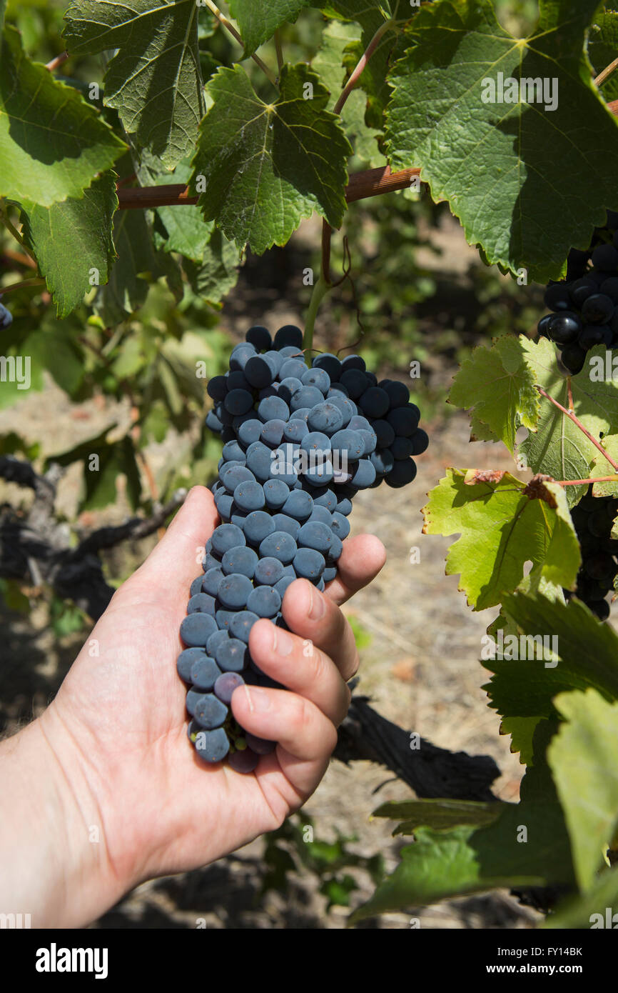 Man eating grapes hi-res stock photography and images - Alamy