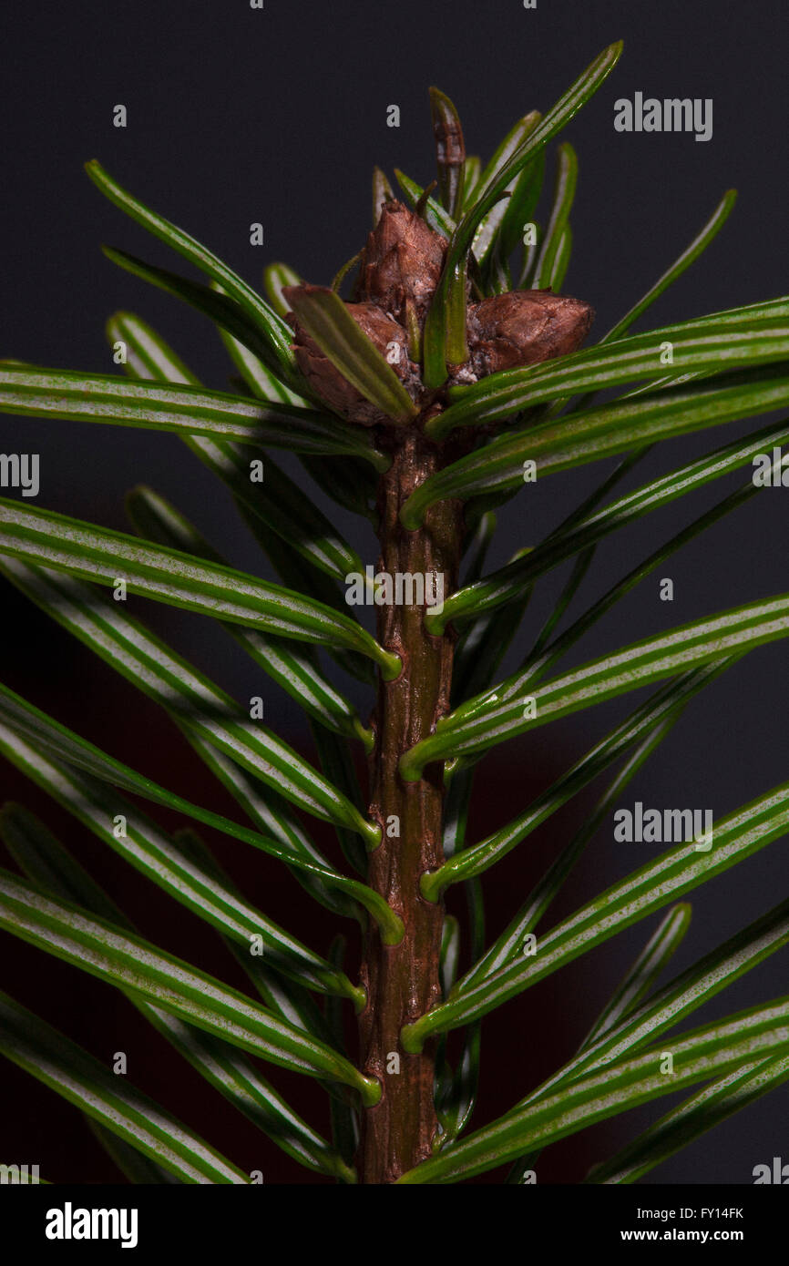 Against background christmas tree close hi-res stock photography and ...