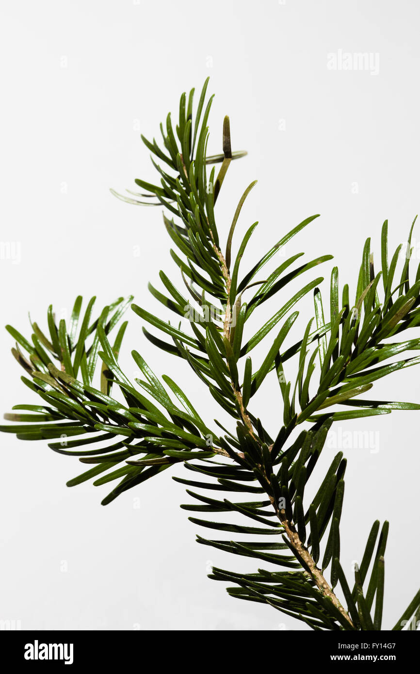 Close up pine tree twig hi-res stock photography and images - Alamy