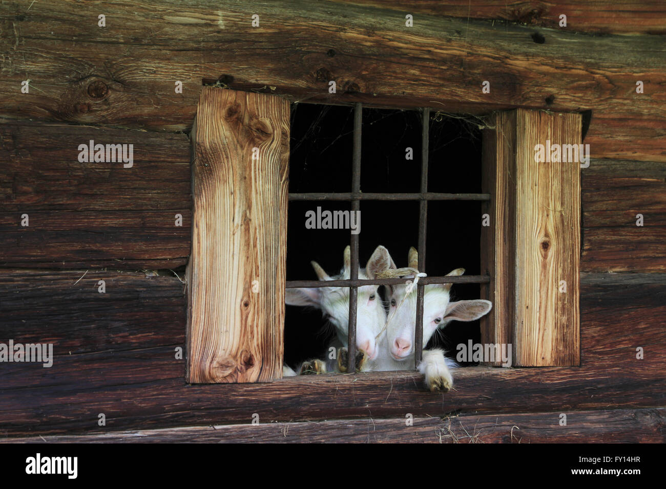 Goats at window of old wooden house Stock Photo - Alamy